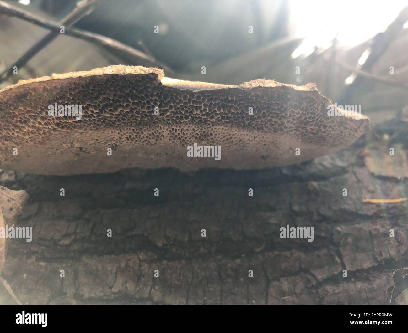 shelf fungi (Polyporales Stock Photo - Alamy