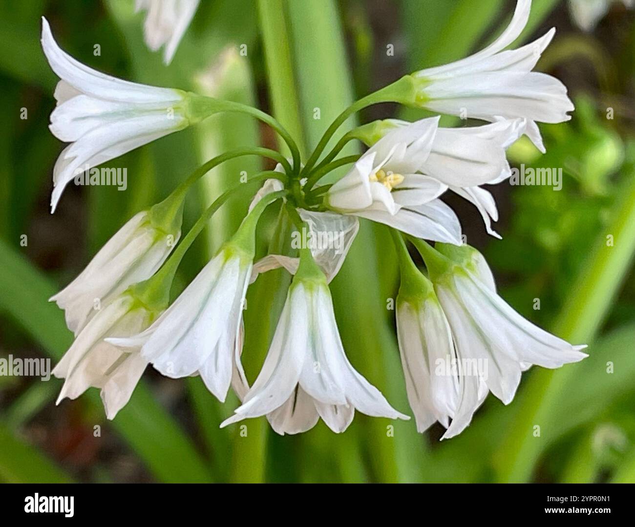 Three-cornered garlic (Allium triquetrum Stock Photo - Alamy