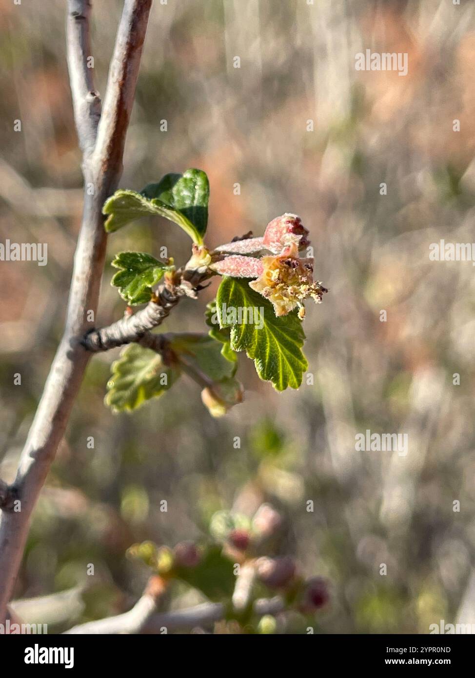 Alderleaf Mountain Mahogany (Cercocarpus montanus Stock Photo - Alamy