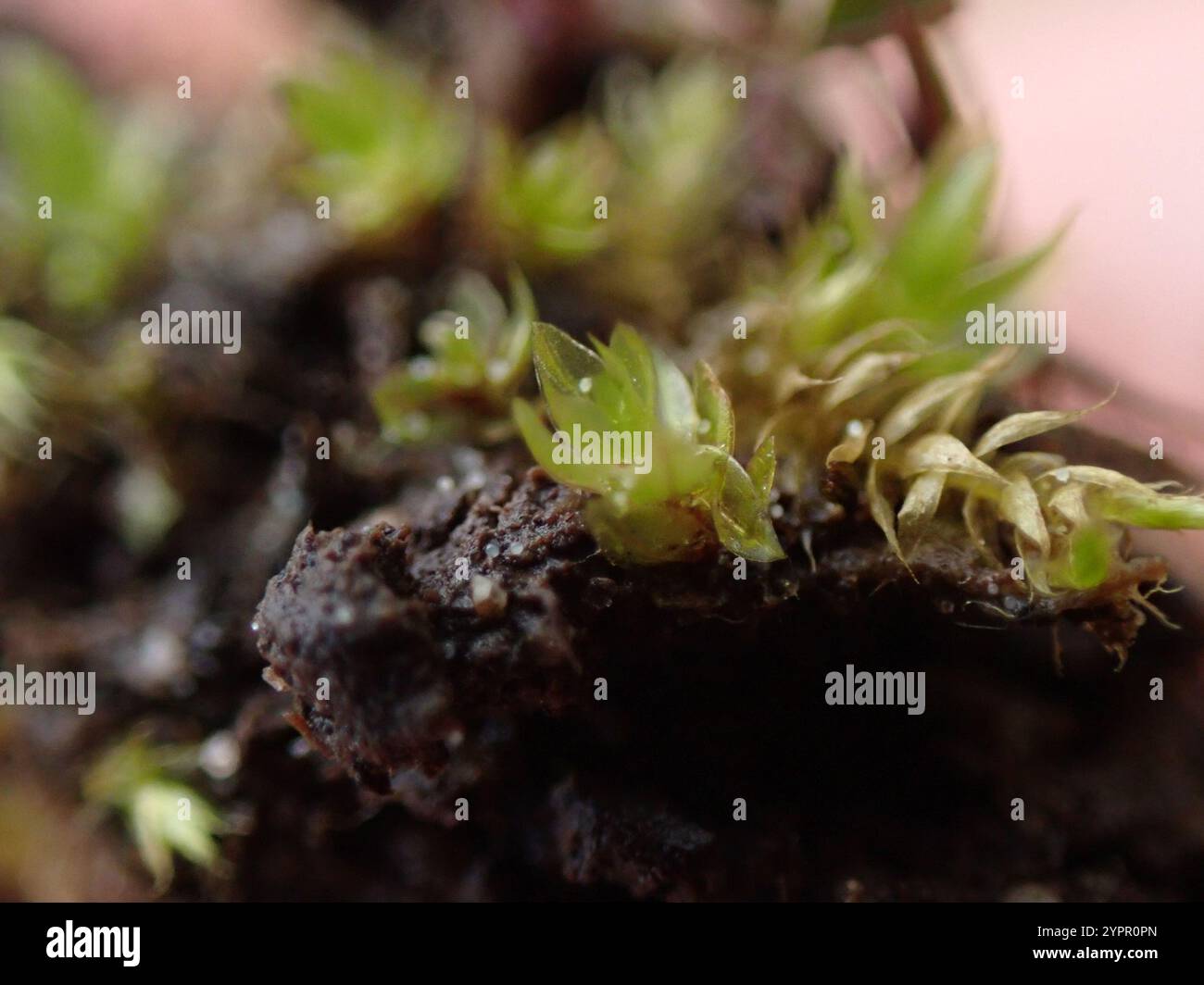 common bladder moss (Physcomitrium pyriforme Stock Photo - Alamy