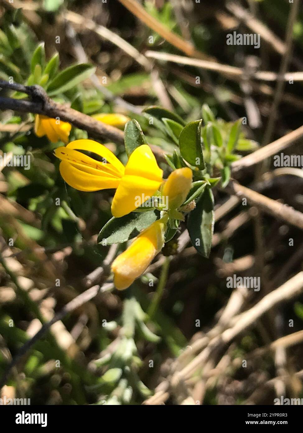 Hairy Greenweed (Genista pilosa Stock Photo - Alamy