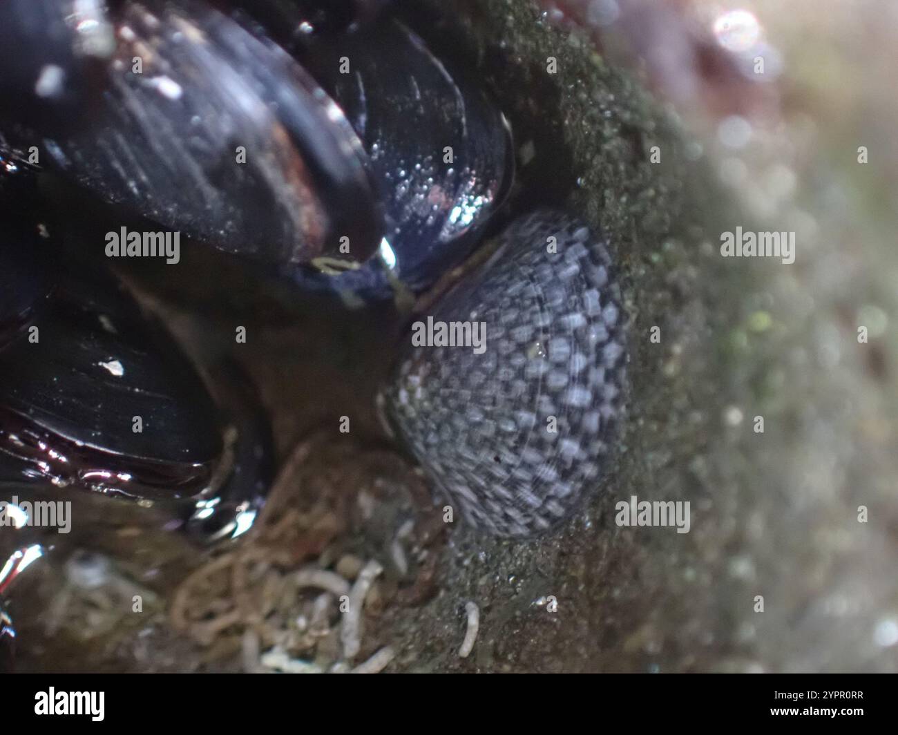 True Limpets (Patellogastropoda Stock Photo - Alamy
