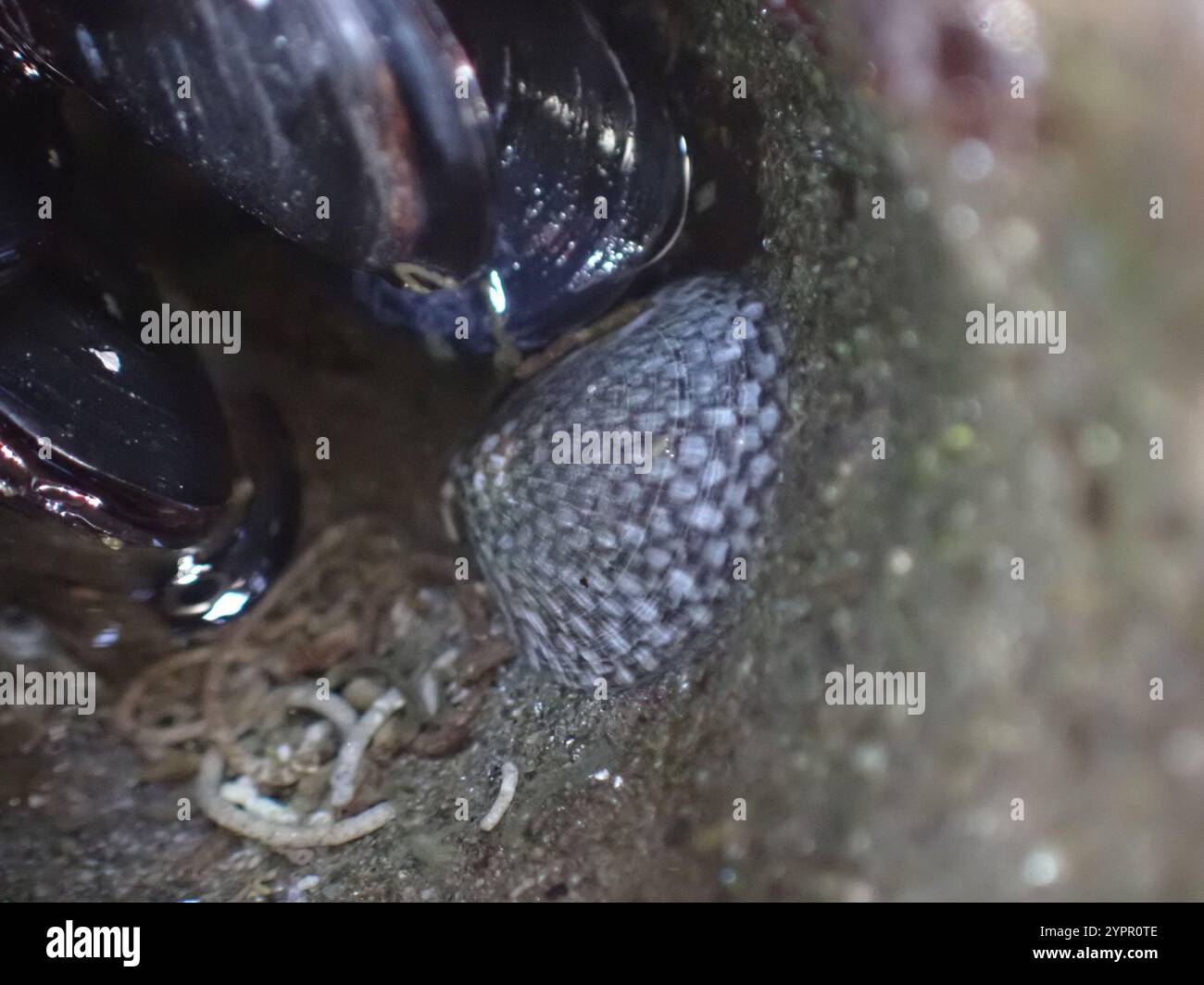 True Limpets (Patellogastropoda Stock Photo - Alamy