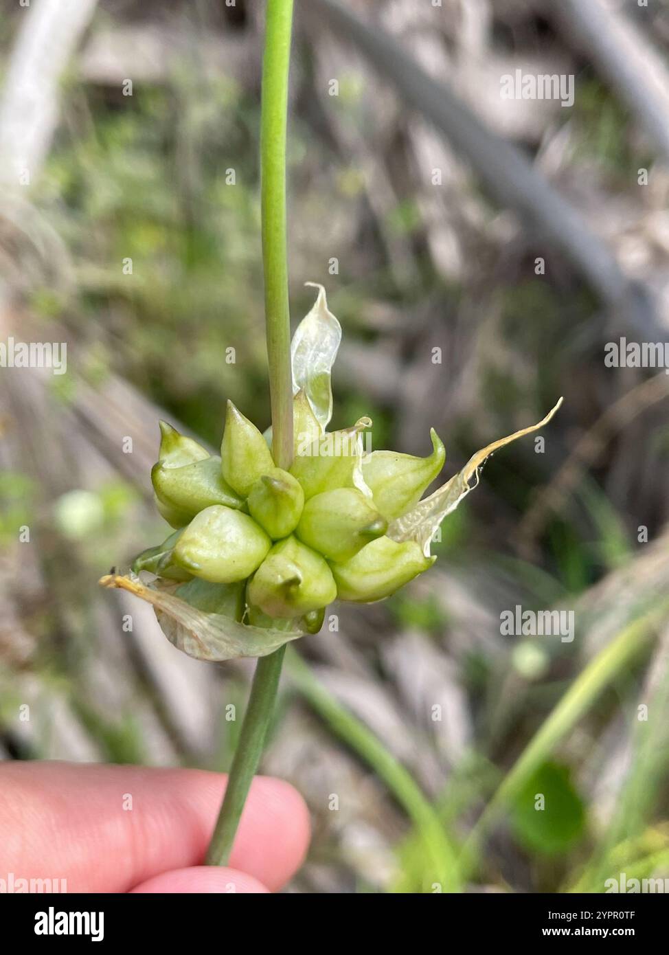 Canadian Meadow garlic (Allium canadense Stock Photo - Alamy