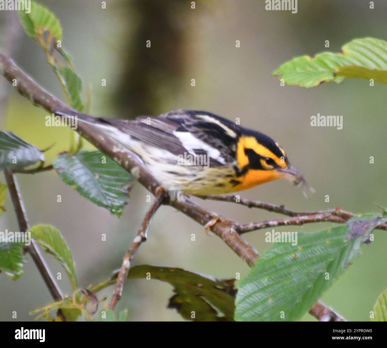 Blackburnian Warbler (Setophaga fusca Stock Photo - Alamy