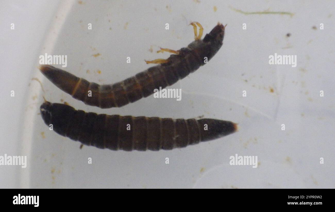 Riffle Beetles (Elmidae Stock Photo - Alamy