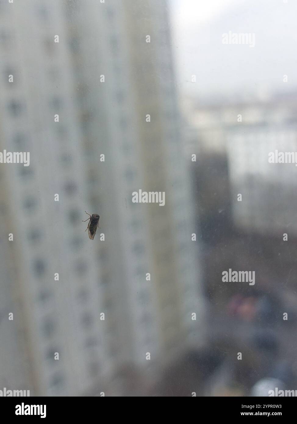 True Bugs, Hoppers, Aphids, and allies (Hemiptera Stock Photo - Alamy
