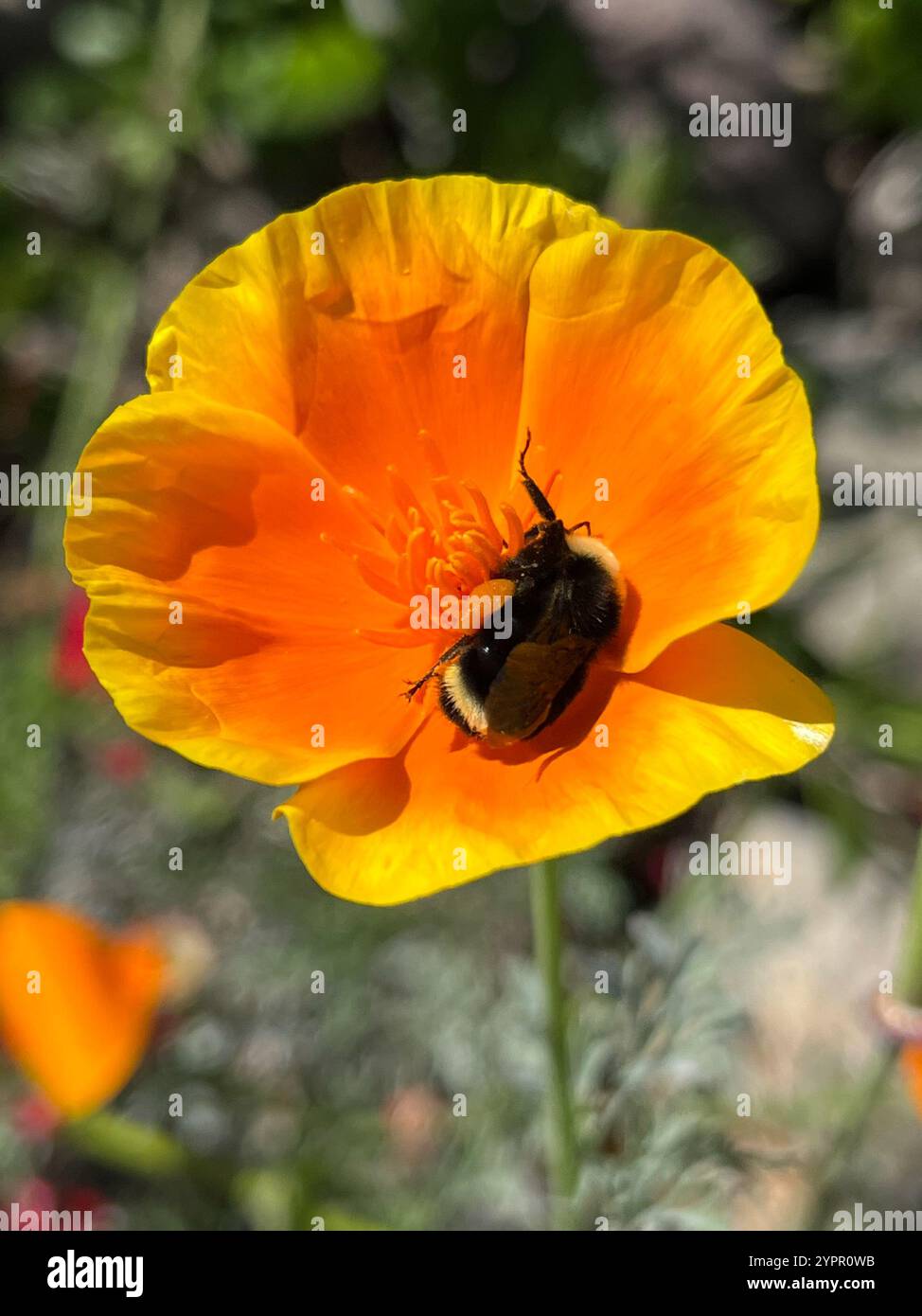 Yellow-faced Bumble Bee (Bombus vosnesenskii Stock Photo - Alamy