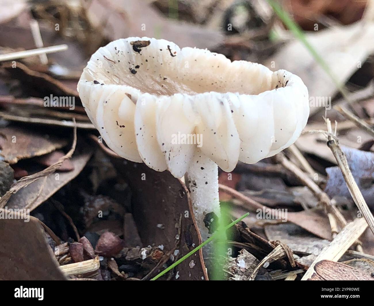 Common Gilled Mushrooms and Allies (Agaricales Stock Photo - Alamy