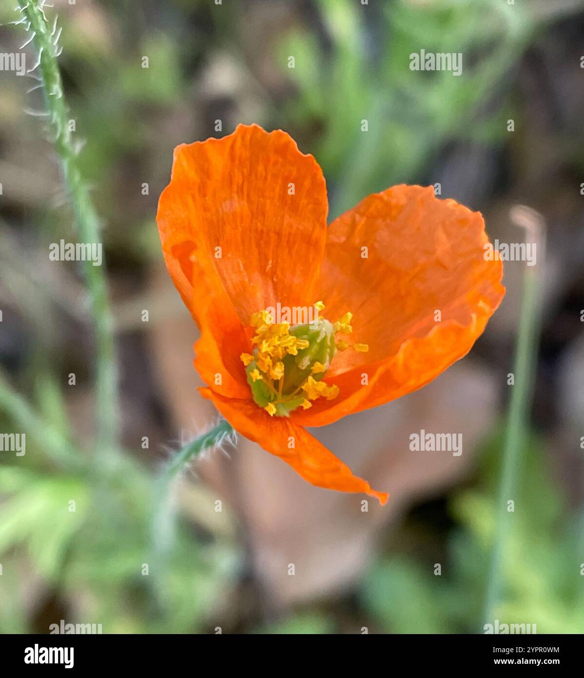 fire poppy (Papaver californicum Stock Photo - Alamy