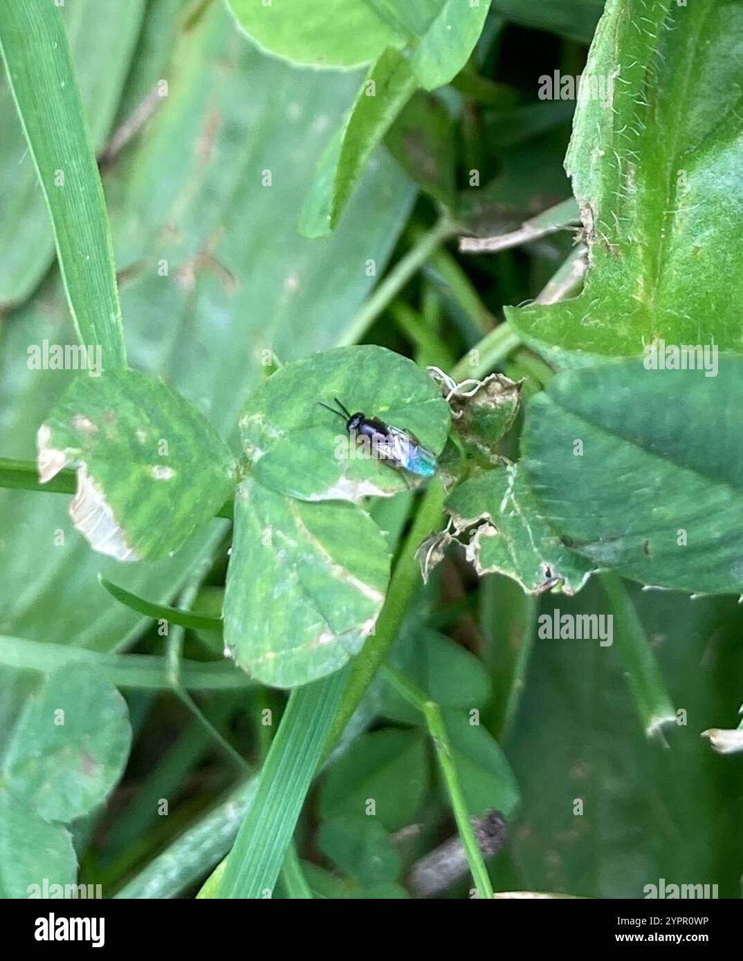 Encyrtidae hi-res stock photography and images - Alamy