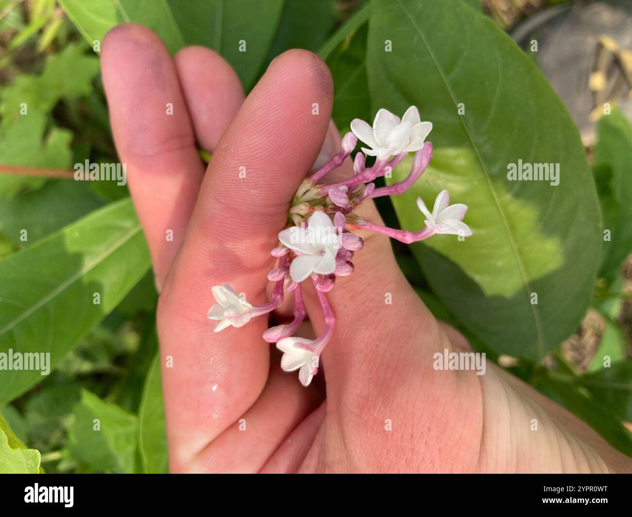 Indian snakeroot hi-res stock photography and images - Alamy