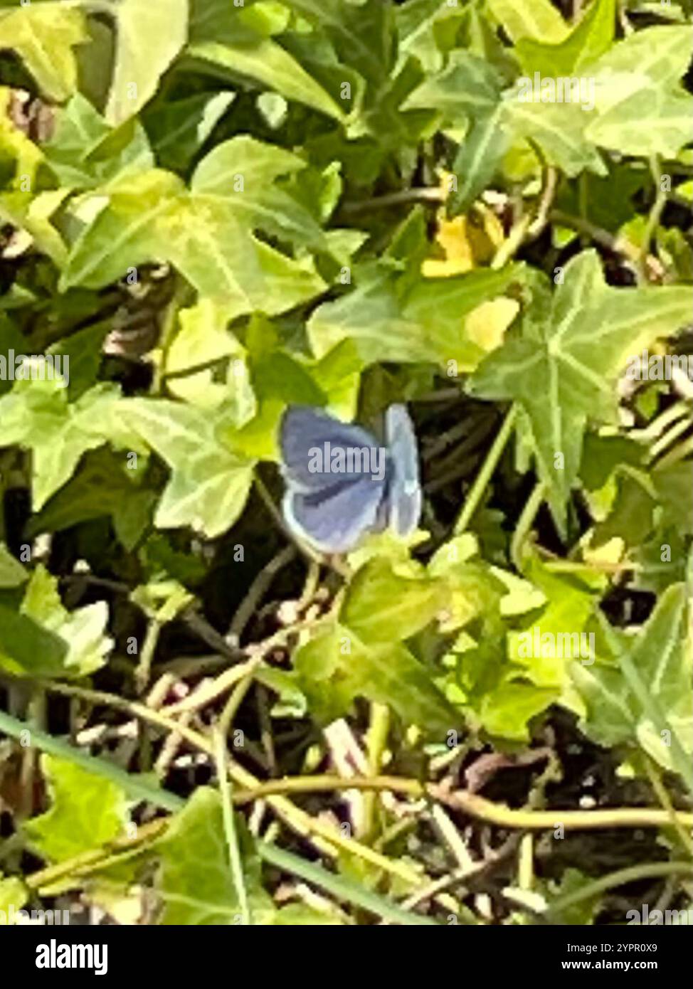 Pacific Azure (Celastrina echo echo Stock Photo - Alamy