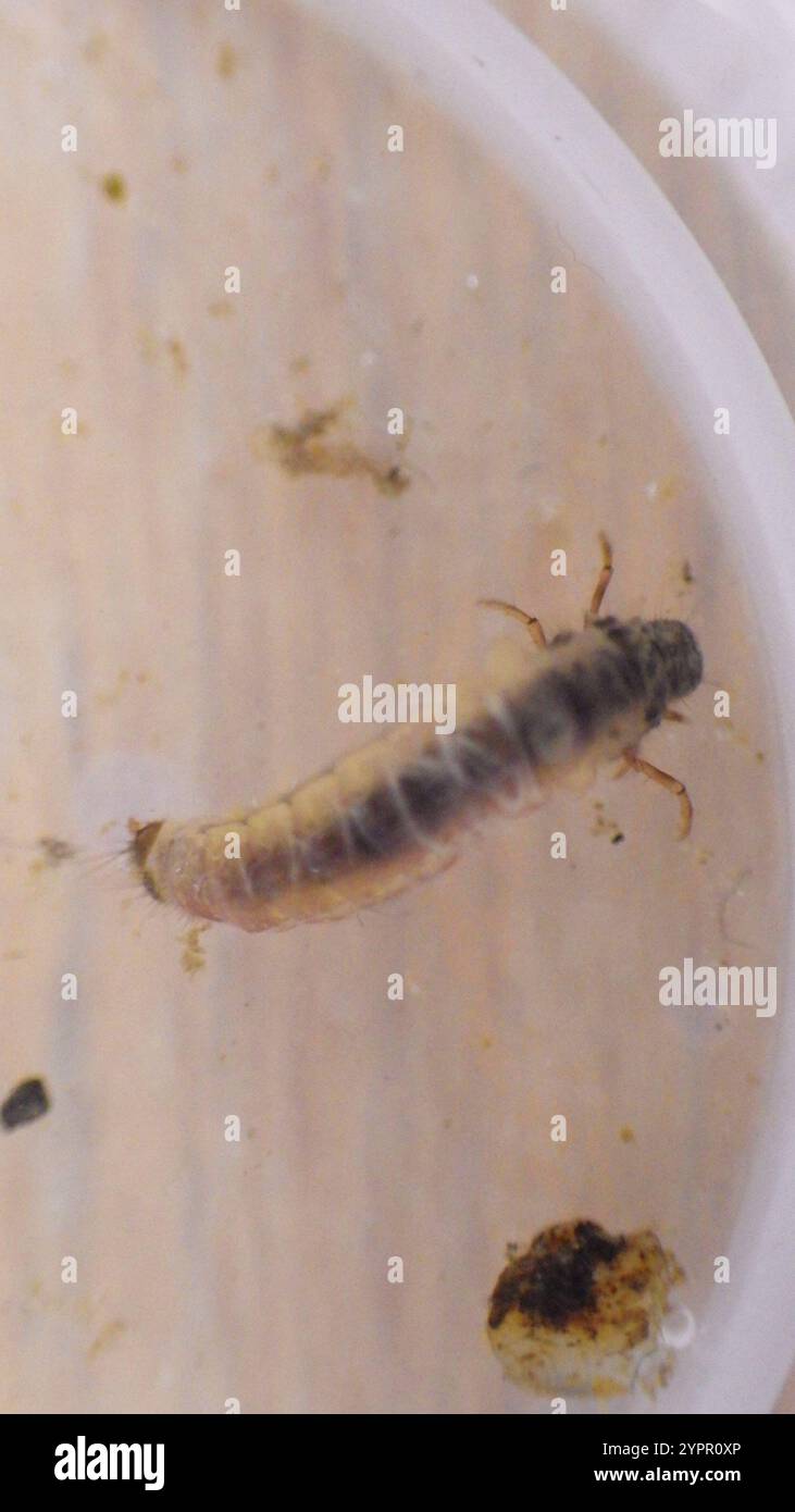 Mortarjoint Casemaker Caddisflies (Odontoceridae Stock Photo - Alamy