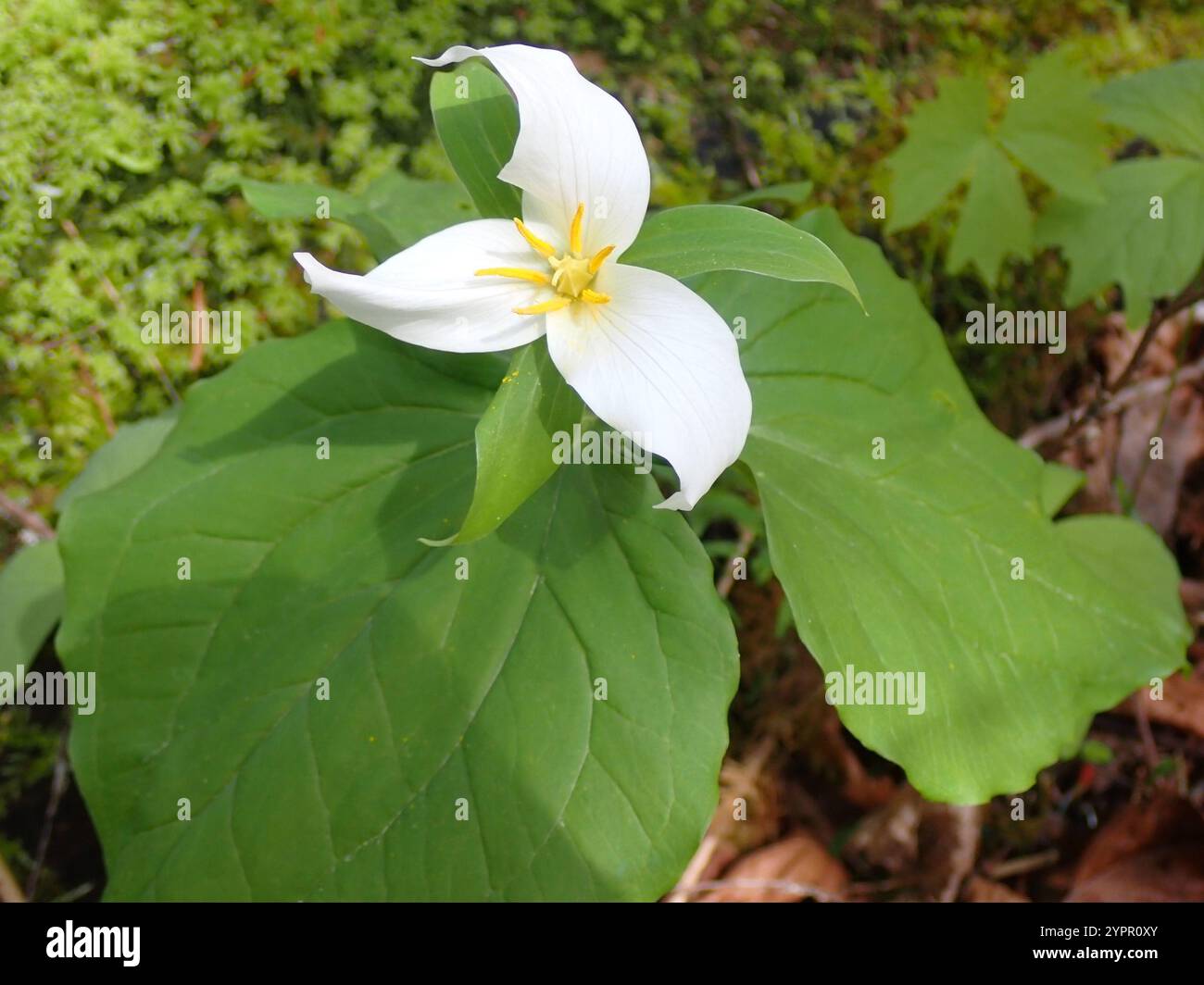 Pacific trillium (Trillium ovatum Stock Photo - Alamy