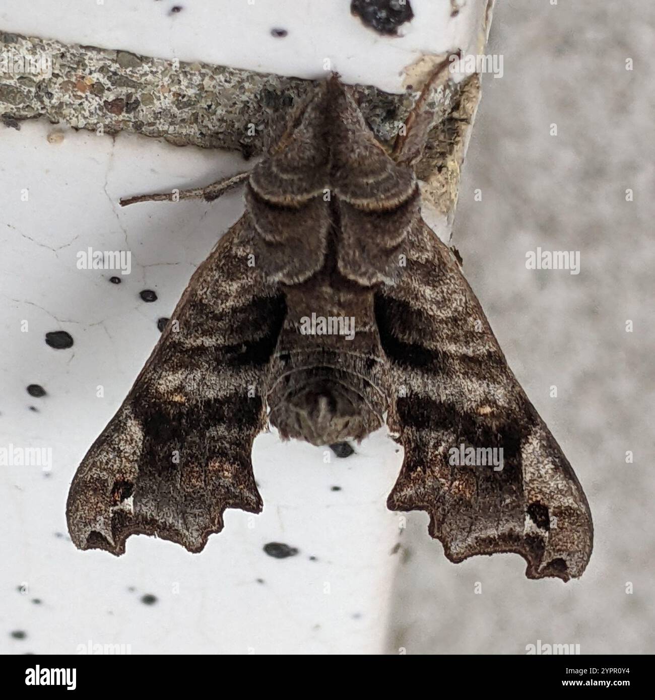 Lettered Sphinx (Deidamia inscriptum Stock Photo - Alamy