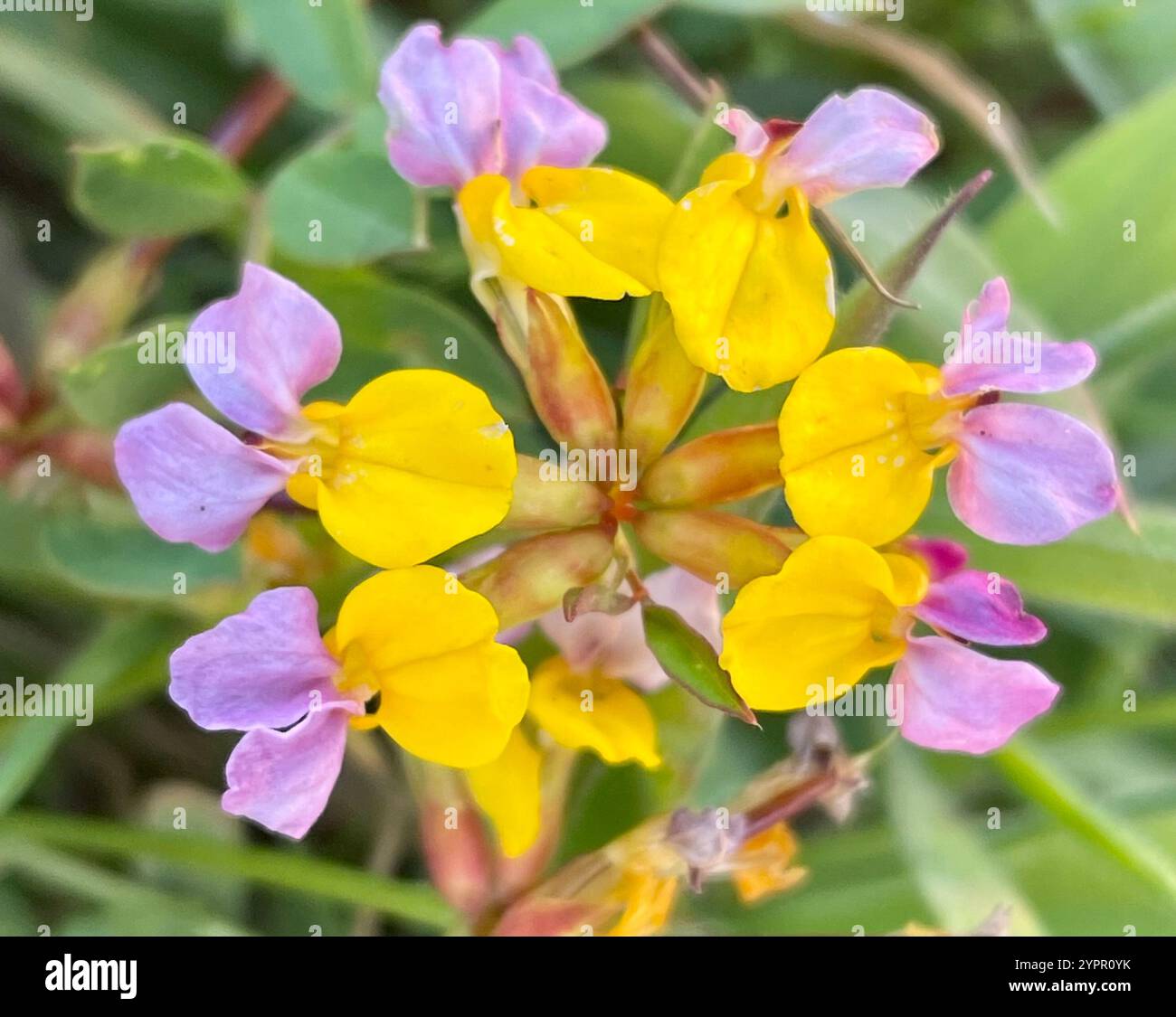 witch's-teeth (Hosackia gracilis Stock Photo - Alamy