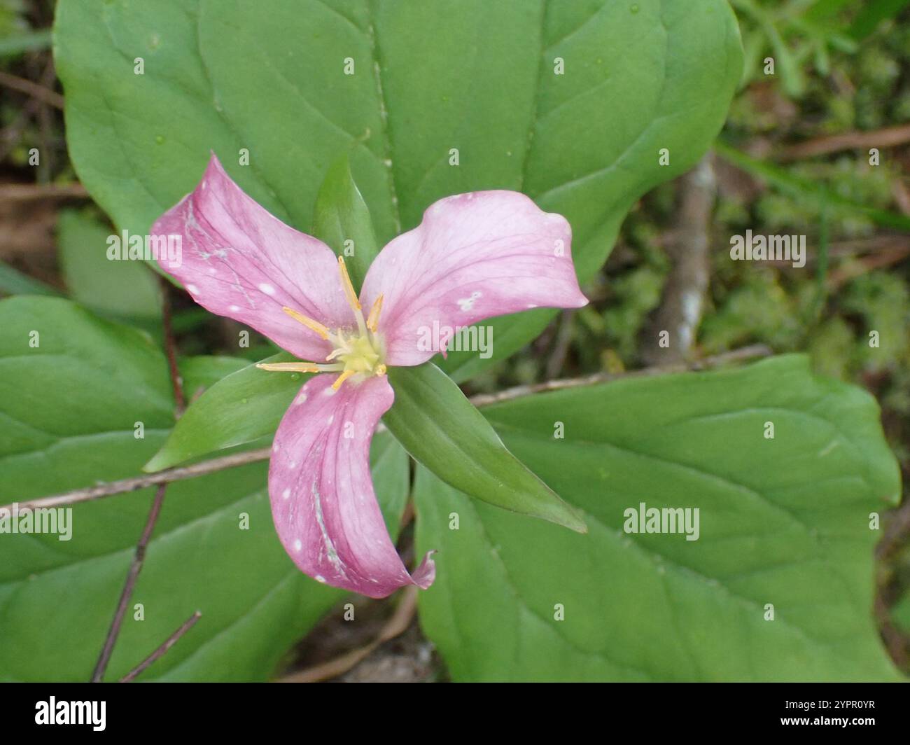 Pacific trillium (Trillium ovatum Stock Photo - Alamy