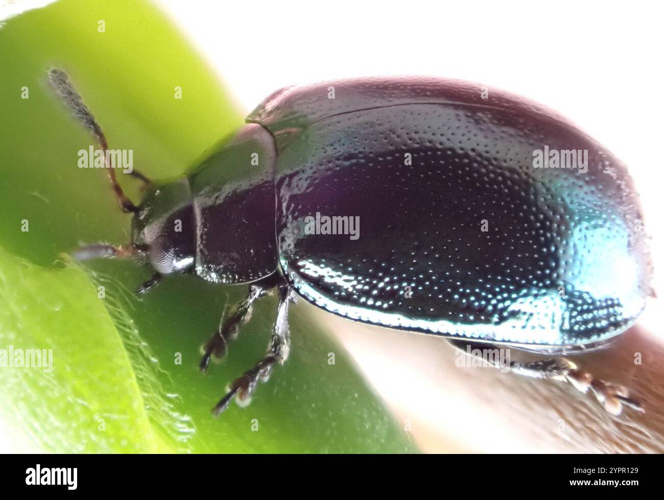 Willow Leaf Beetle (Plagiodera versicolora Stock Photo - Alamy