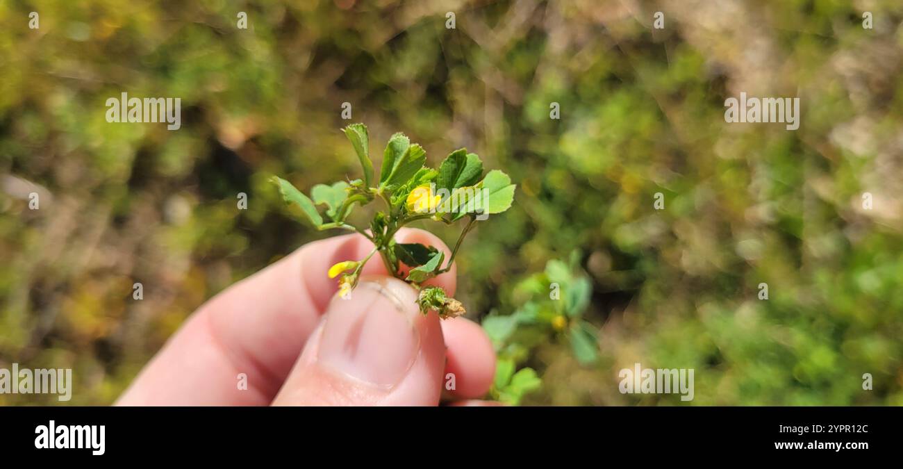 Bur clover hi-res stock photography and images - Alamy