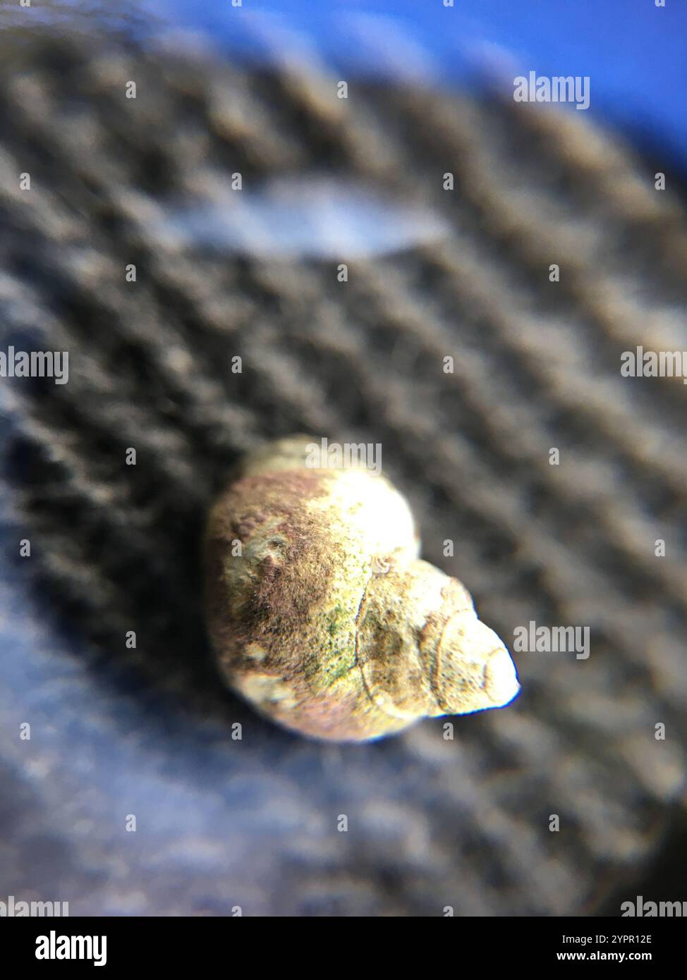 Littorina scutulata hi-res stock photography and images - Alamy