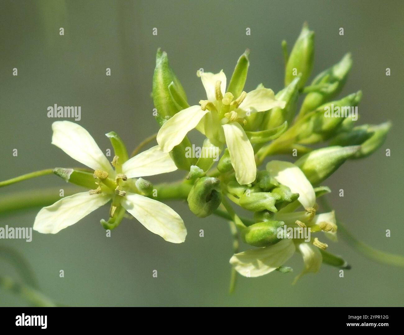 Tall Tumblemustard (Sisymbrium altissimum Stock Photo - Alamy