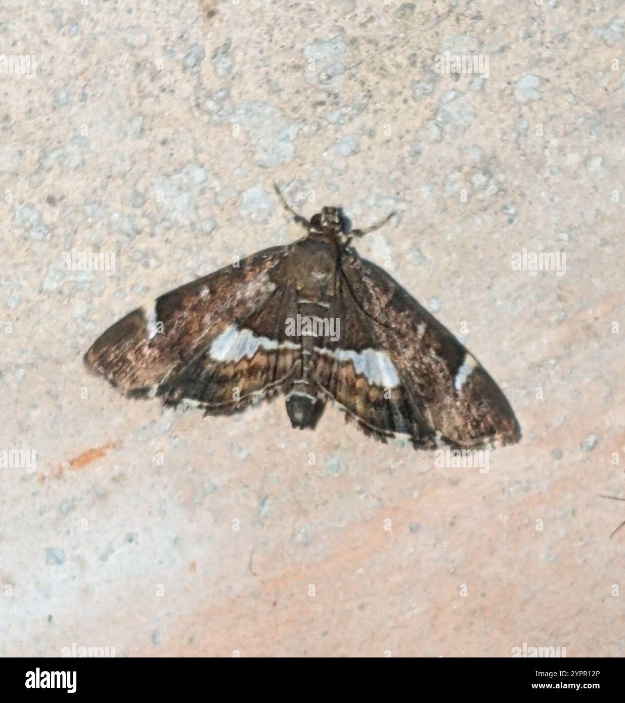 Spotted Beet Webworm Moth (Hymenia perspectalis Stock Photo - Alamy