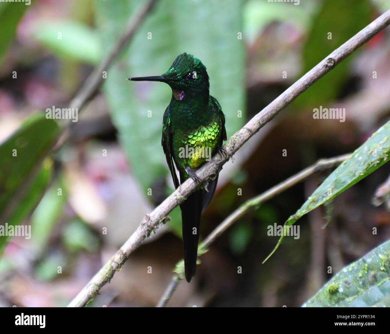 Empress Brilliant (Heliodoxa imperatrix Stock Photo - Alamy