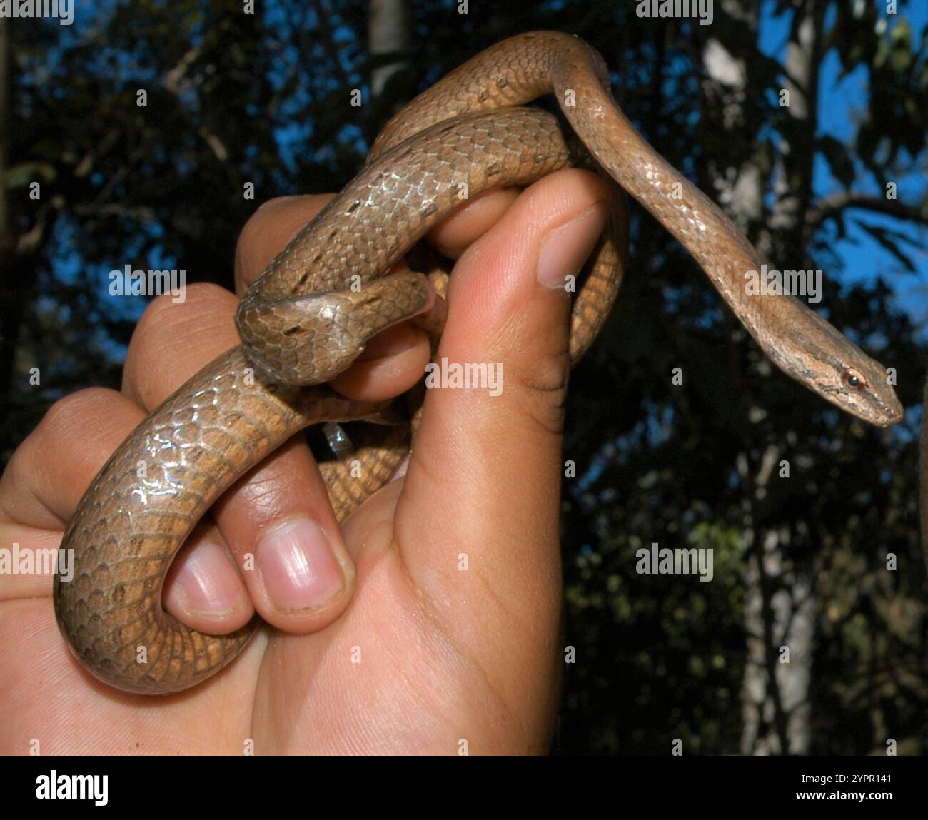 Northern Pencil Snake (Mimophis occultus Stock Photo - Alamy