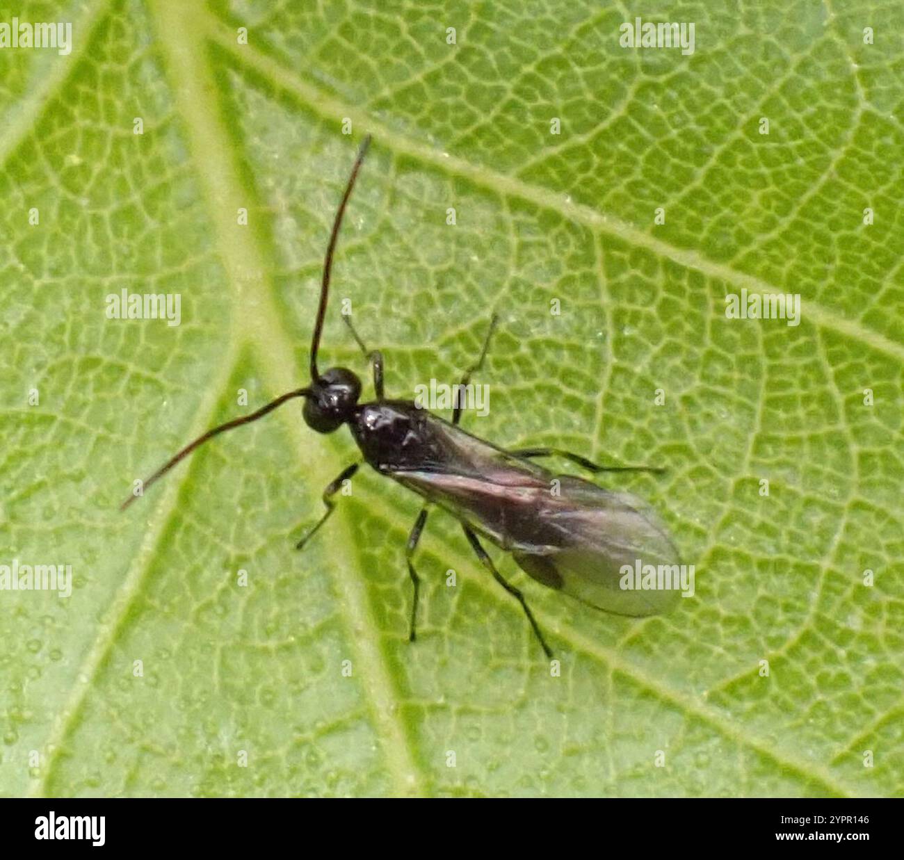 Ichneumonid and Braconid Wasps (Ichneumonoidea Stock Photo - Alamy