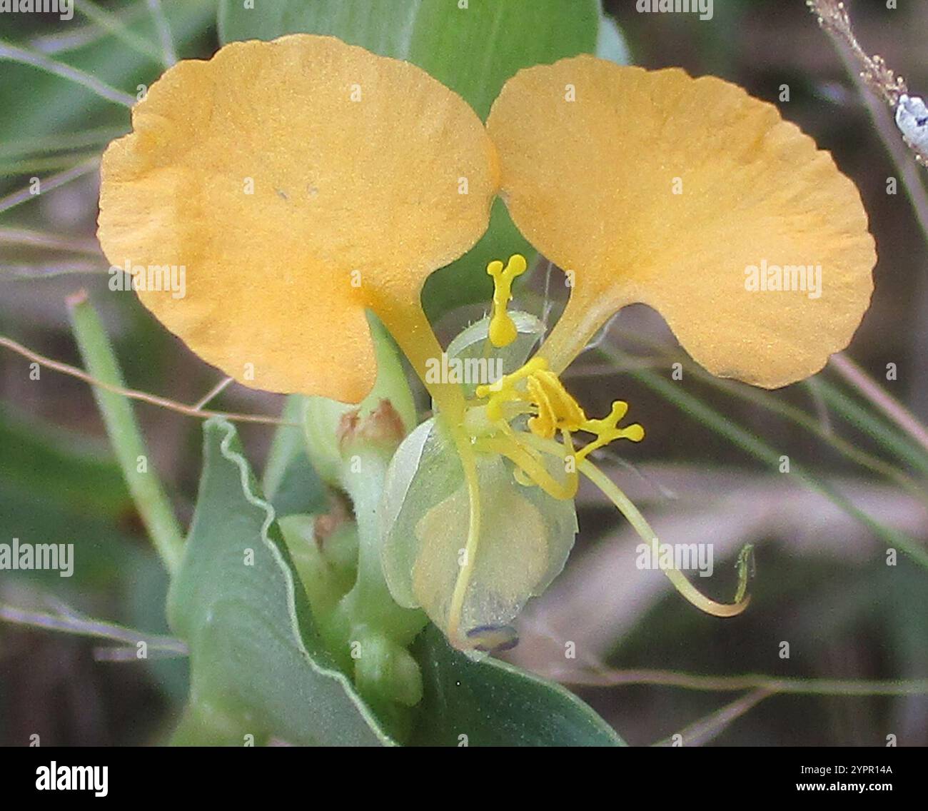 African Yellow Dayflower (Commelina africana Stock Photo - Alamy