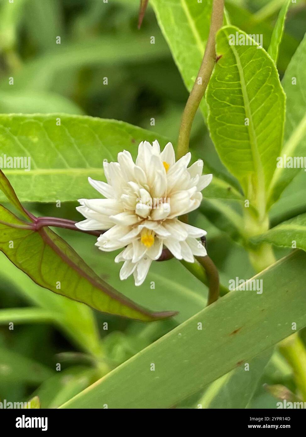 Alligatorweed (Alternanthera philoxeroides Stock Photo - Alamy