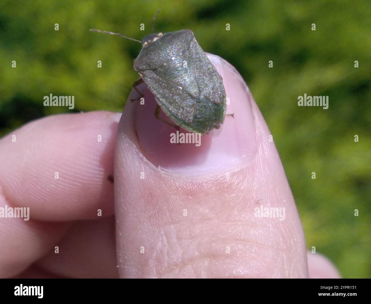 Southern Green Stink Bug (Nezara viridula Stock Photo - Alamy