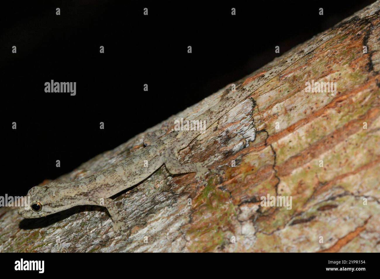 Afro-Neotropical Dwarf Geckos (Lygodactylus Stock Photo - Alamy