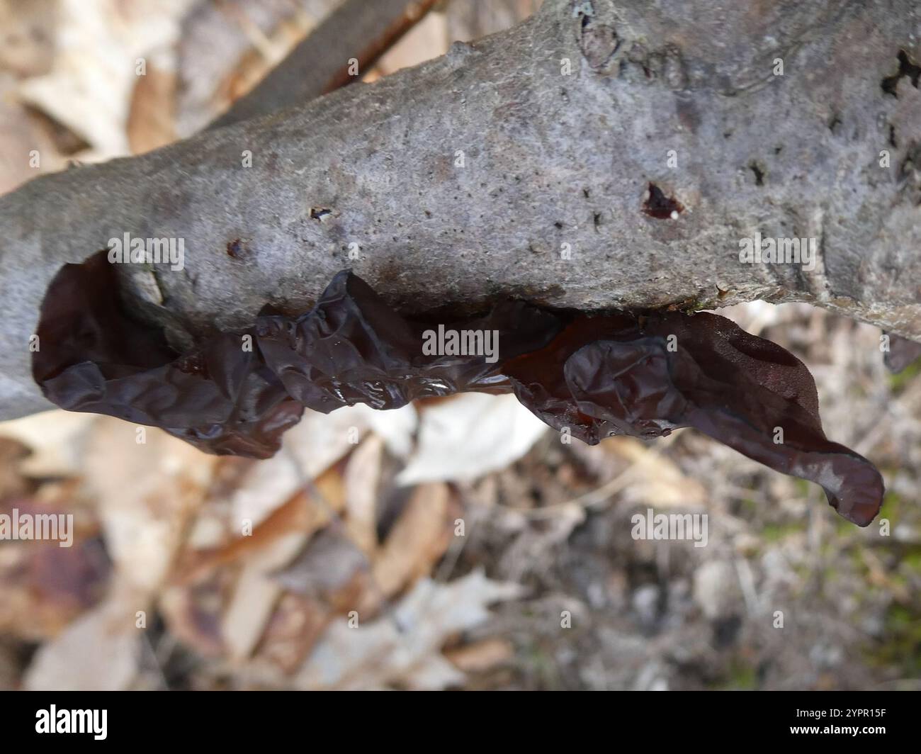 American Amber Jelly Fungus (Exidia crenata Stock Photo - Alamy