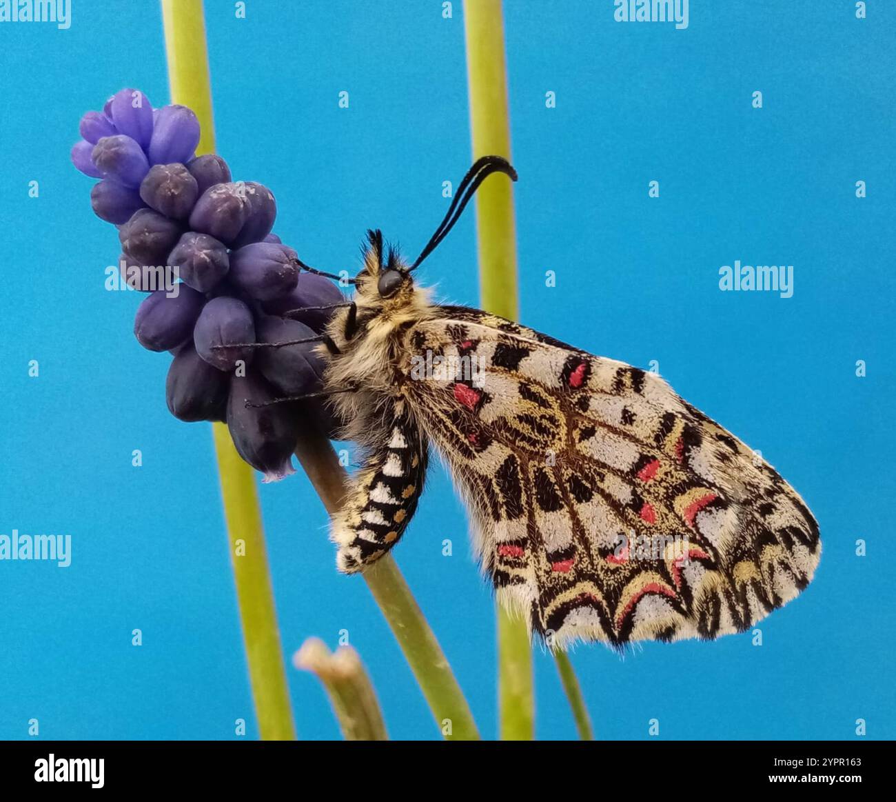 Spanish Festoon (Zerynthia rumina Stock Photo - Alamy