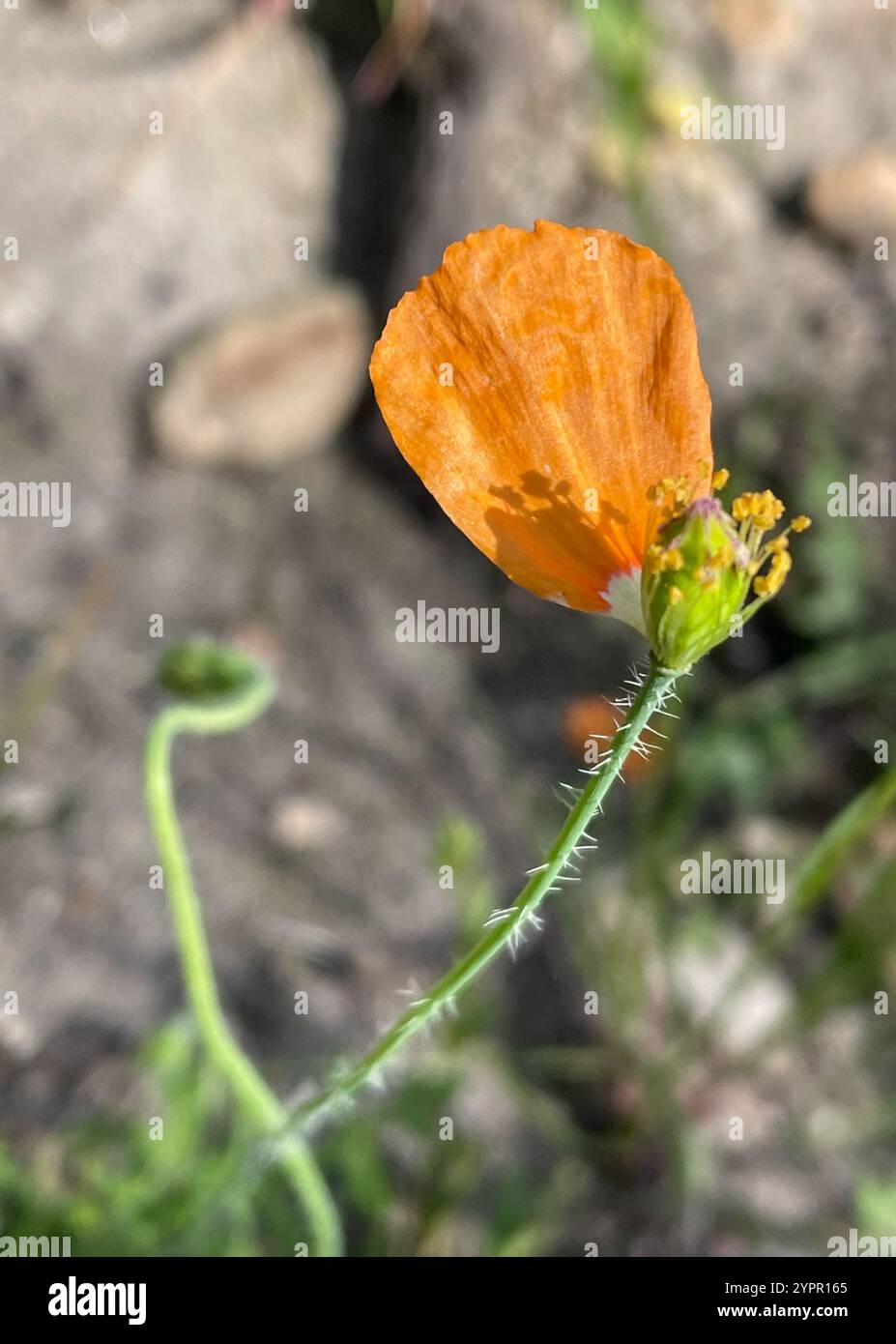 fire poppy (Papaver californicum Stock Photo - Alamy