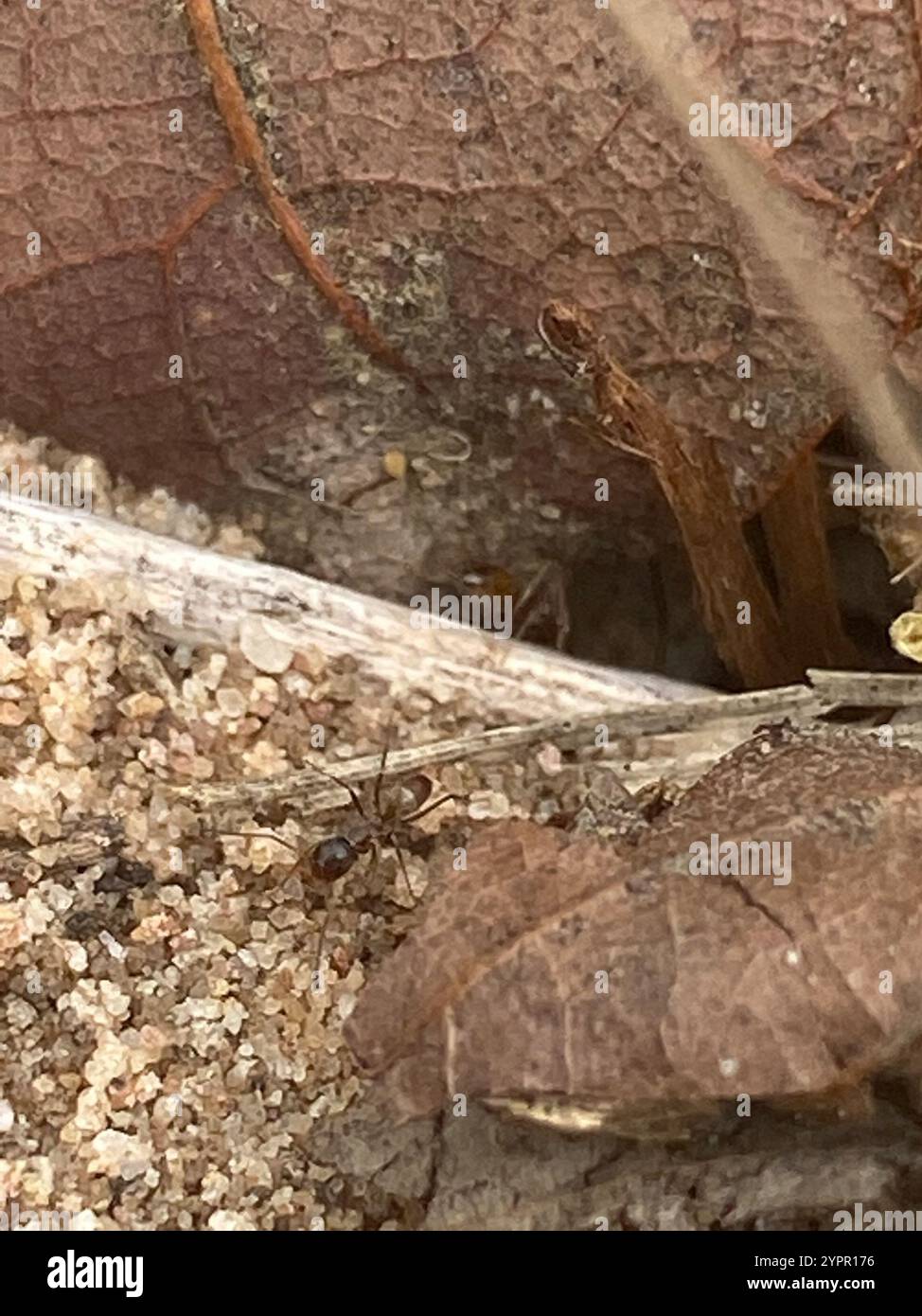 Yellow Pyramid Ant (Dorymyrmex flavus Stock Photo - Alamy