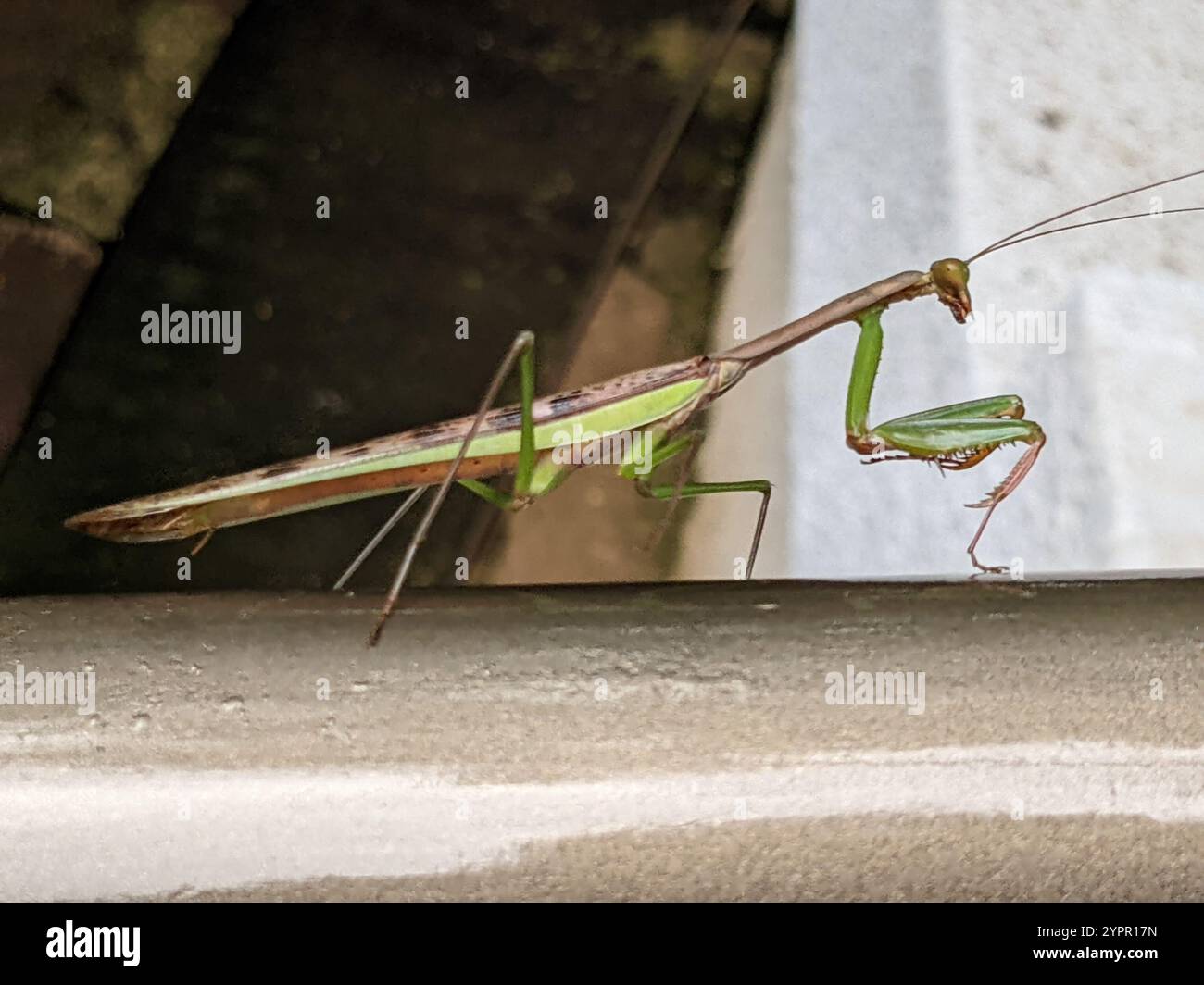 Polyspilota aeruginosa hi-res stock photography and images - Alamy