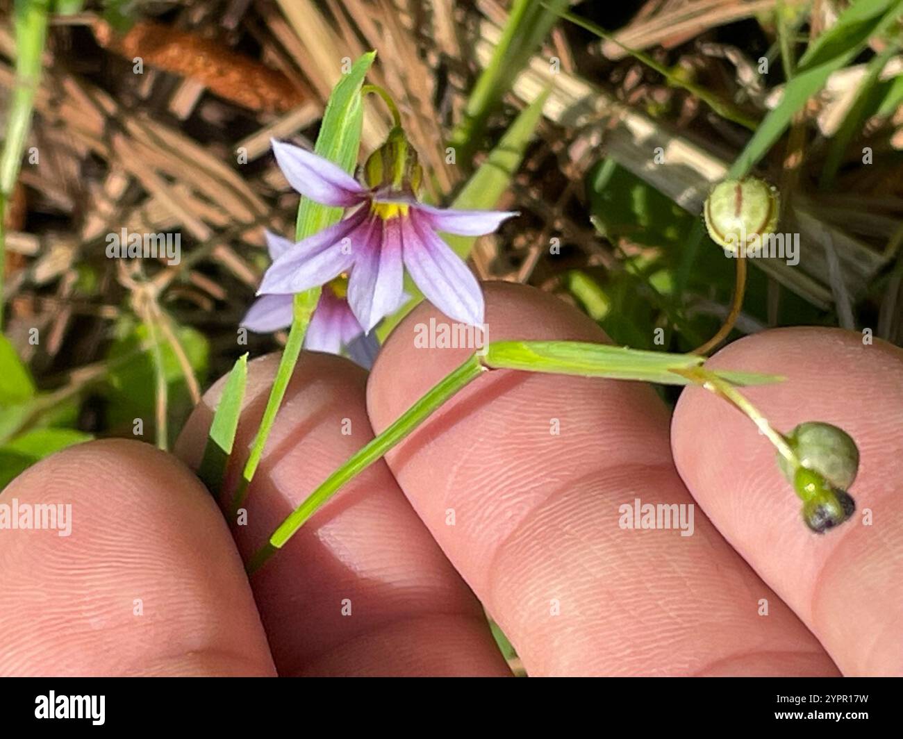 Blue Pigroot (Sisyrinchium micranthum Stock Photo - Alamy