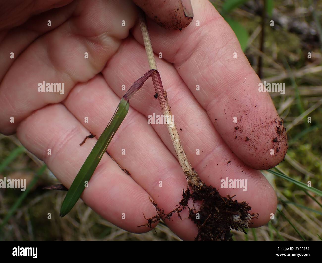 Alaska Oniongrass (Melica subulata Stock Photo - Alamy