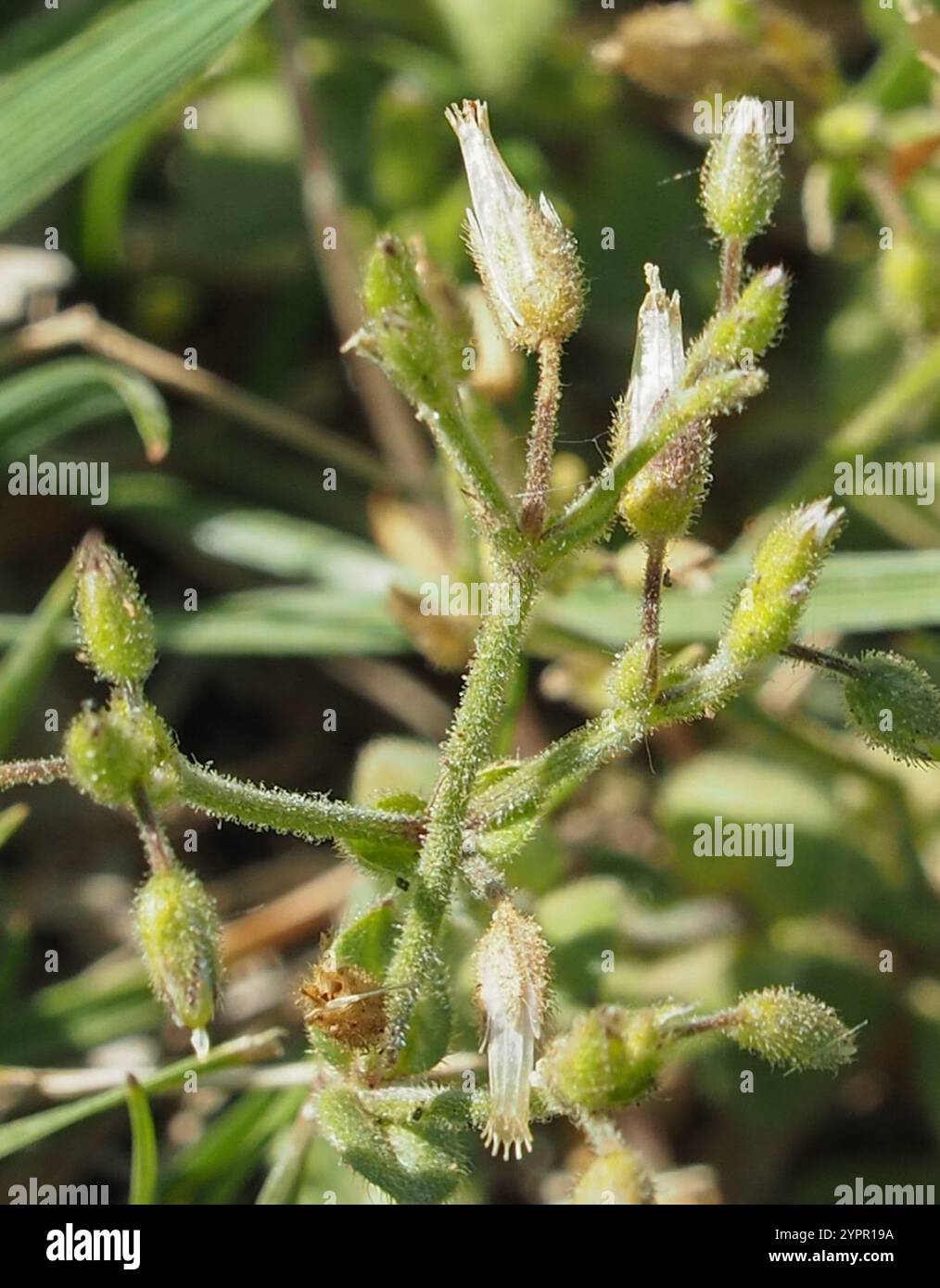 Common mouse-ear chickweed (Cerastium fontanum Stock Photo - Alamy