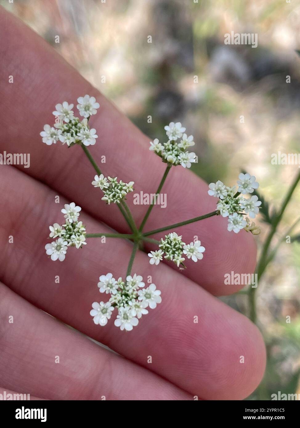 common hedge parsley (Torilis arvensis Stock Photo - Alamy