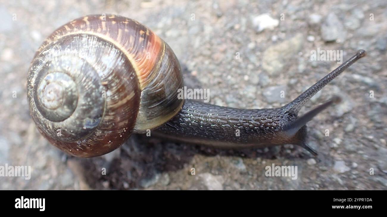 Copse Snail (Arianta arbustorum Stock Photo - Alamy