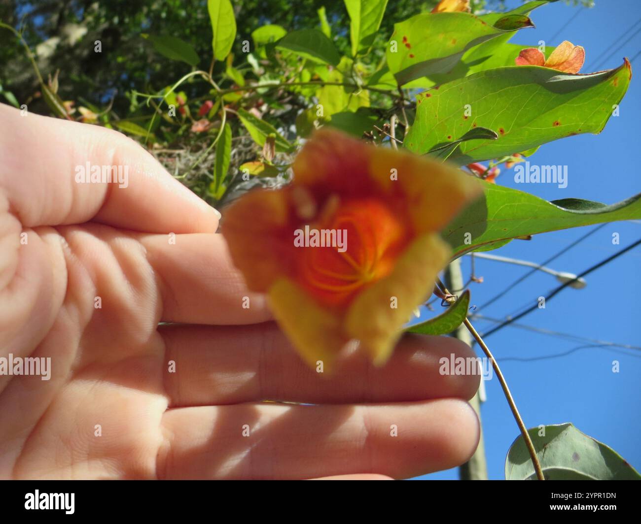 cross vine (Bignonia capreolata Stock Photo - Alamy