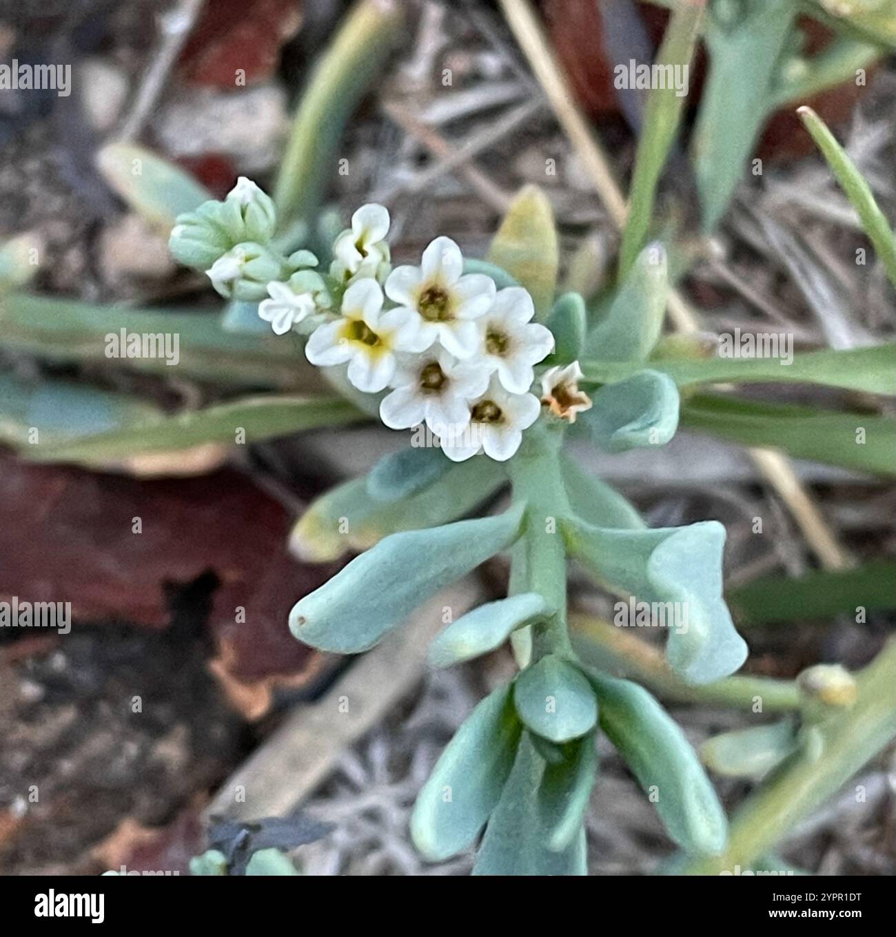 Heliotropium curassavicum hi-res stock photography and images - Alamy