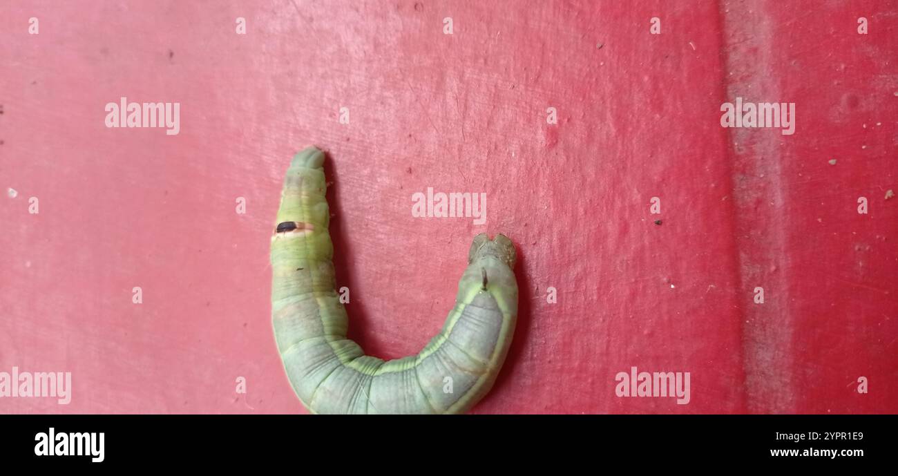 Sphinx Moths (Sphingidae Stock Photo - Alamy