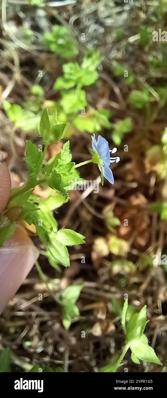 bird's-eye speedwell (Veronica persica Stock Photo - Alamy