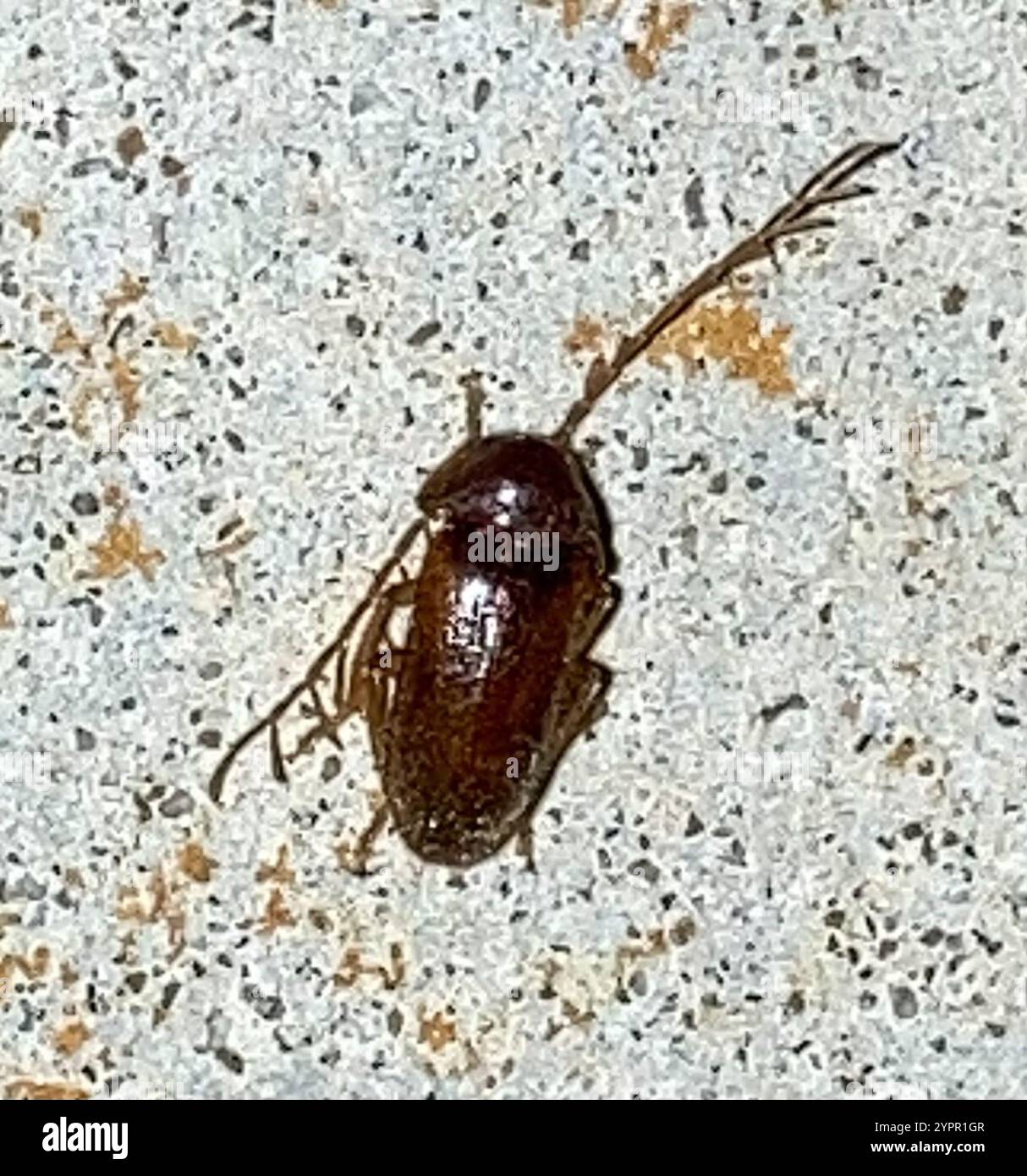 Toe-winged Beetles (Ptilodactylidae Stock Photo - Alamy