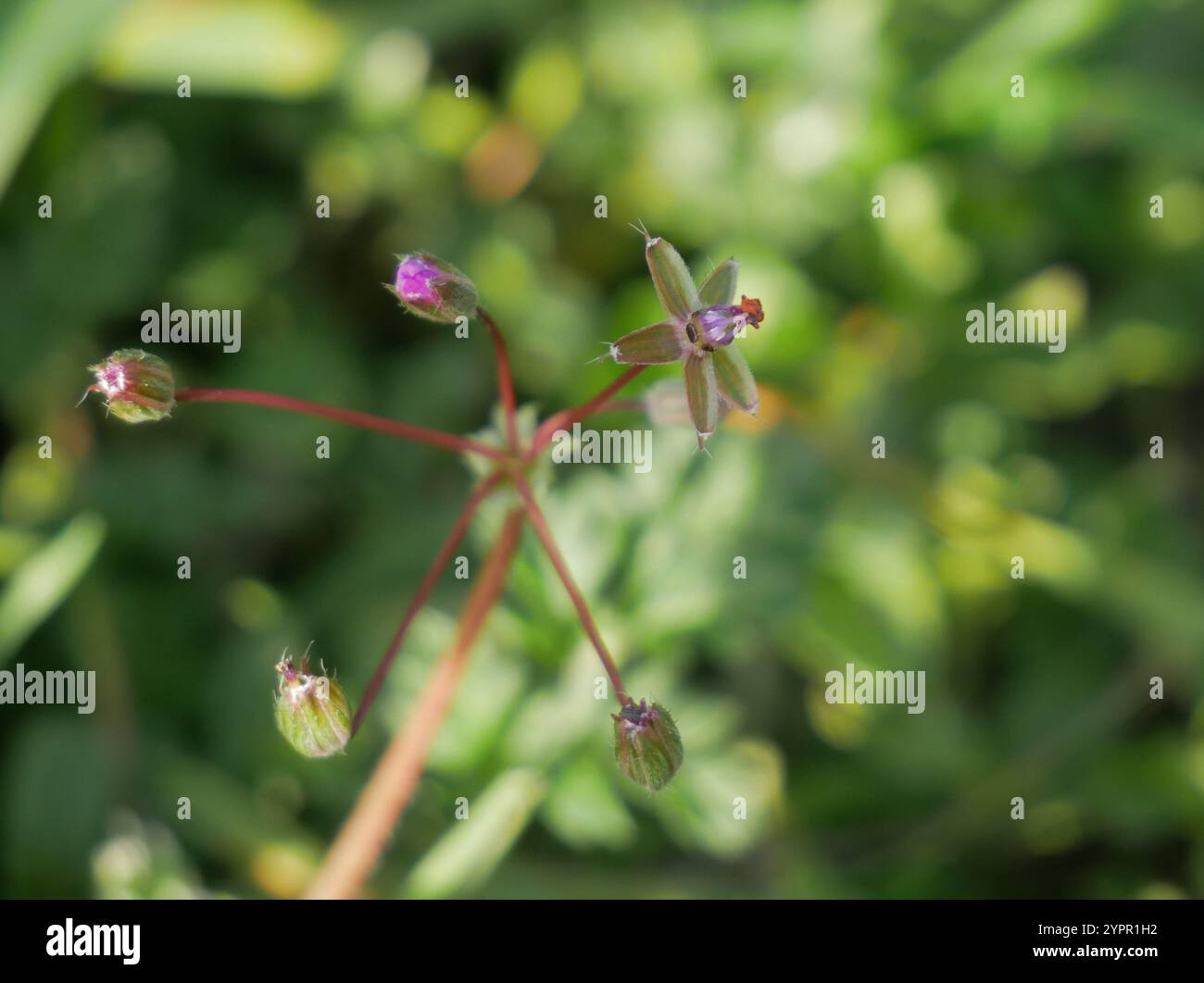 Redstem Stork's-bill (Erodium cicutarium Stock Photo - Alamy